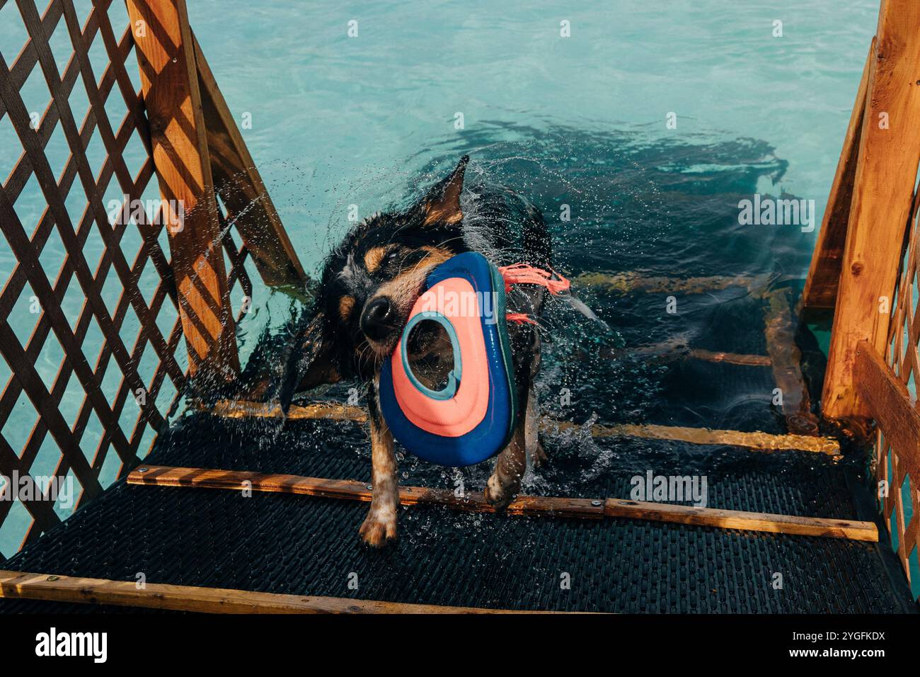 dog in mid air ready to catch a toy while dock diving into a pool. High ...