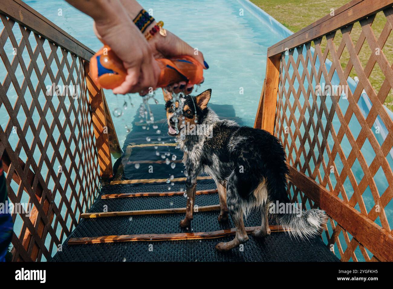 dog in mid air ready to catch a toy while dock diving into a pool. High ...