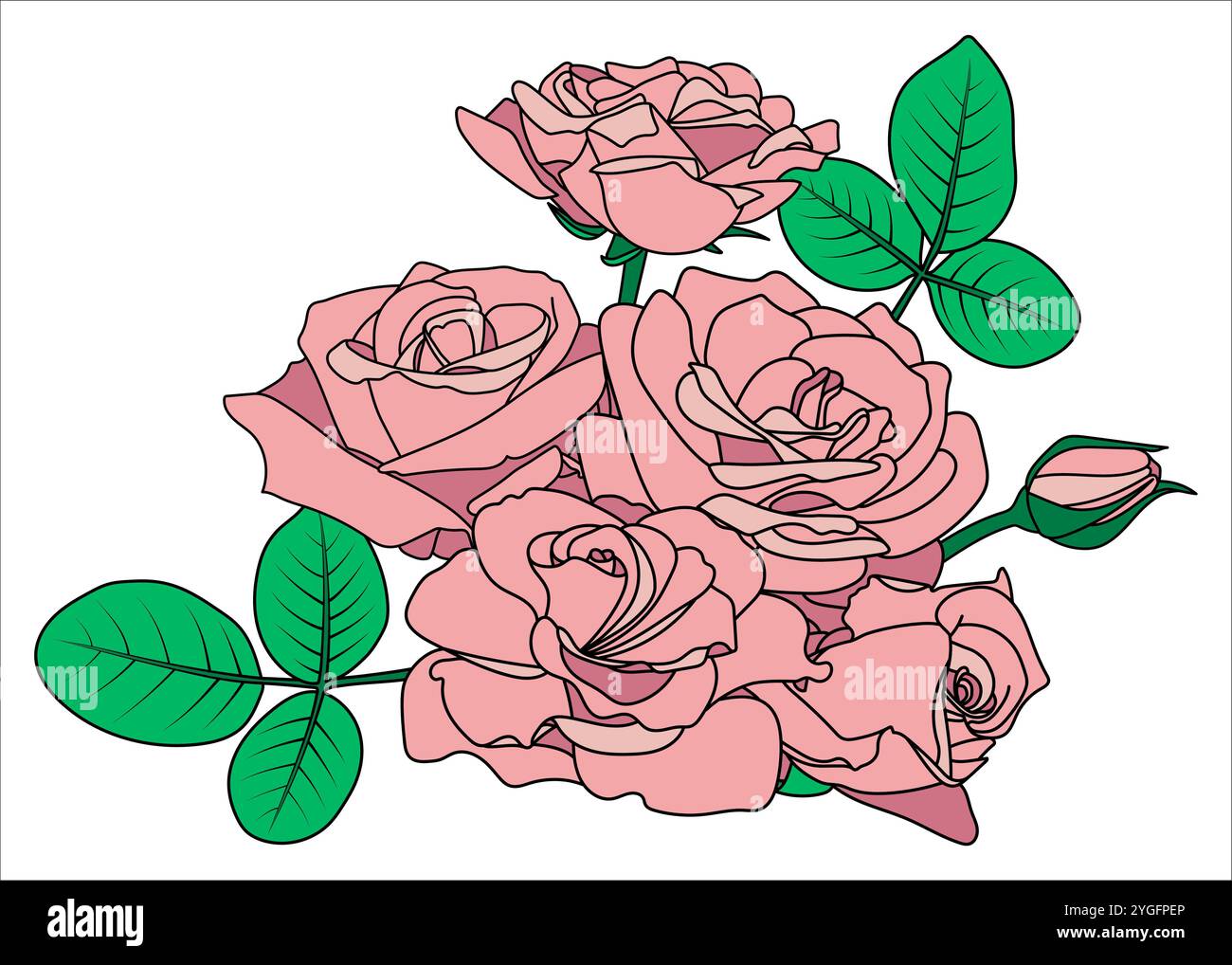 Light pink roses bouquet. Five blossoming buds, leaves, button Stock ...