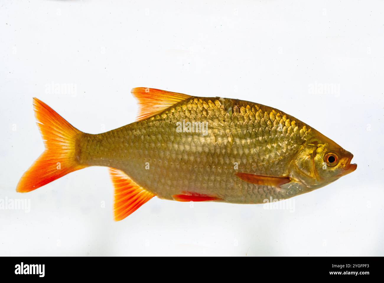 rudd in golden colours in summer Stock Photo - Alamy