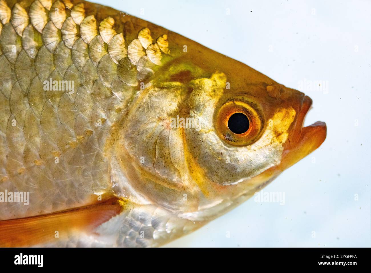 rudd in golden colours in summer Stock Photo - Alamy