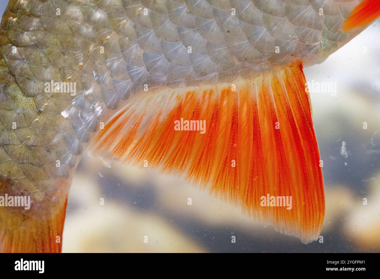 rudd in golden colours in summer Stock Photo - Alamy