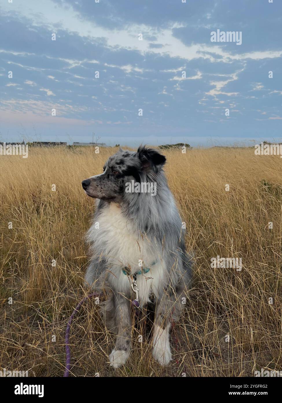 Australian shepherd sitting in hi-res stock photography and images - Alamy