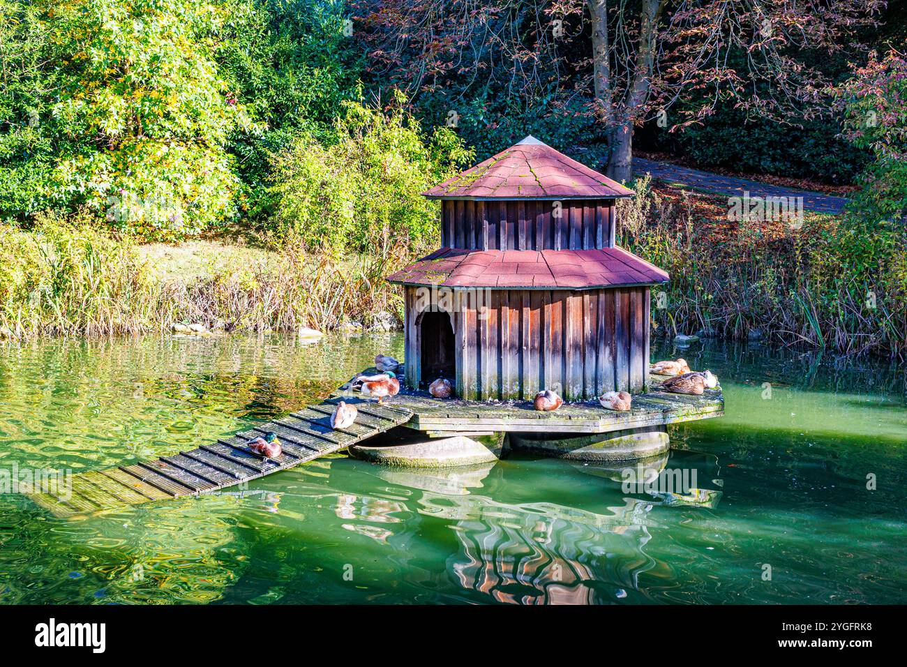 Pond with wooden duck house with ramp, ducks sunbathing peacefully ...