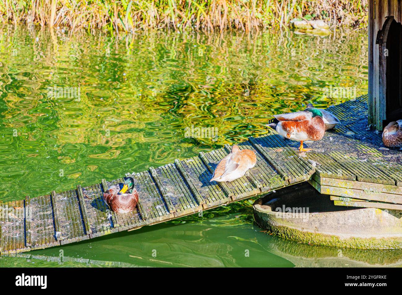 Ramp to wooden duck house on pond, ducks sunbathing peacefully, calm ...
