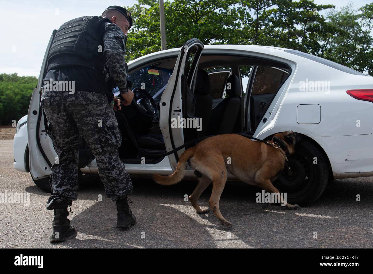 Military police and a sniffer dog attend training exercises for the ...