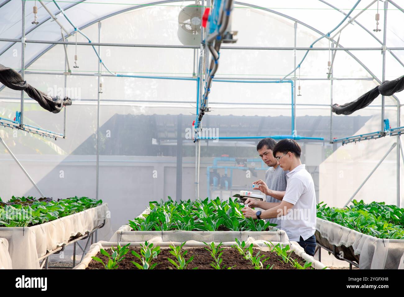 Farmer monitoring organic vegetable in plant nursery greenhouse farm ...