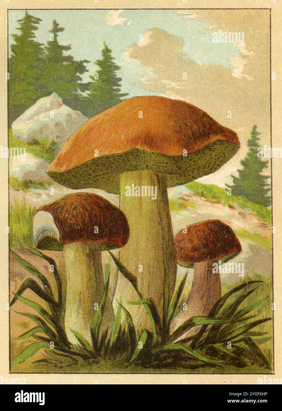 velvet bolete Suillus variegatus, (identification book, 1916), Sand ...