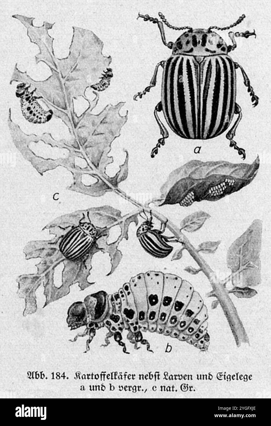 Colorado beetle Leptinotarsa decemlineata, (biology book, 1941 ...
