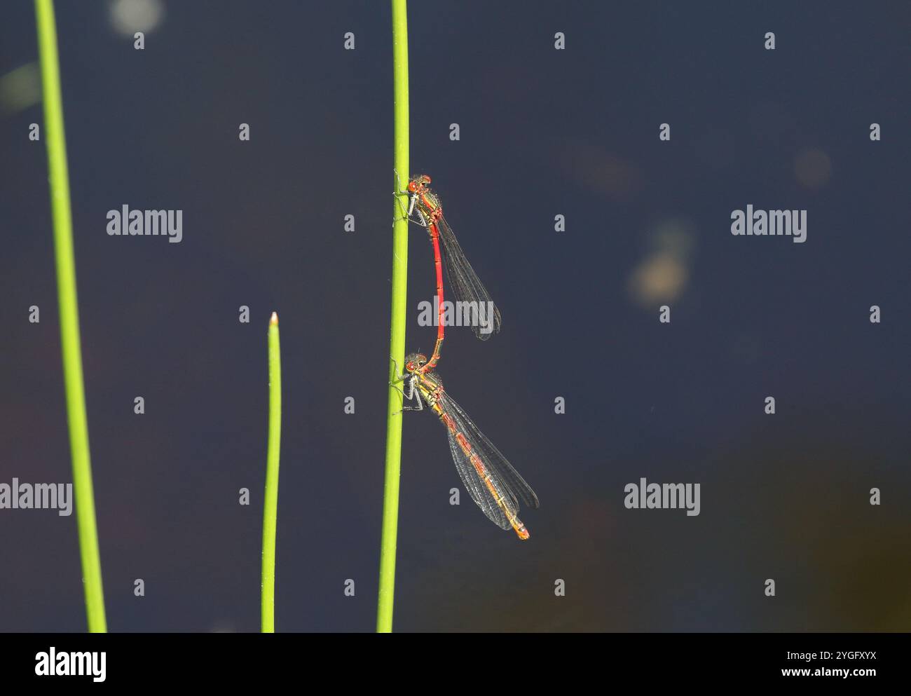 Large Red Damselfly or Spring Redtail tandem pair, female fulvipes form ...