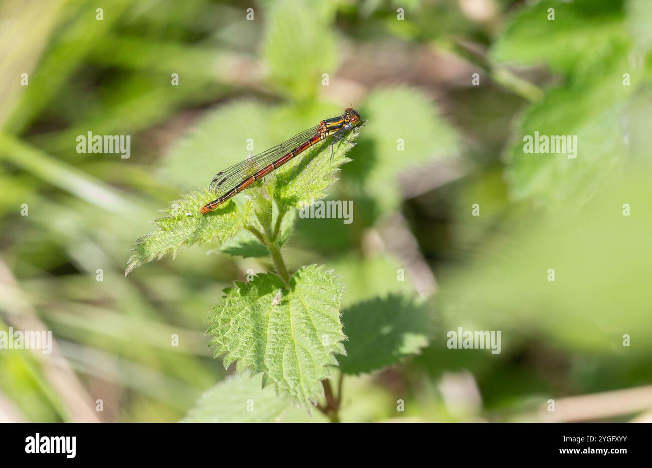 Fulvipes form hi-res stock photography and images - Alamy