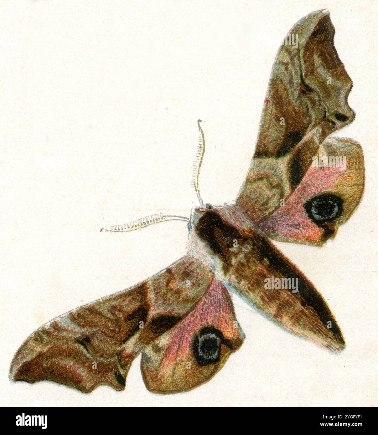 eyed hawk-moth Smerinthus ocellatus, (, ), Abendpfauenauge Stock Photo ...