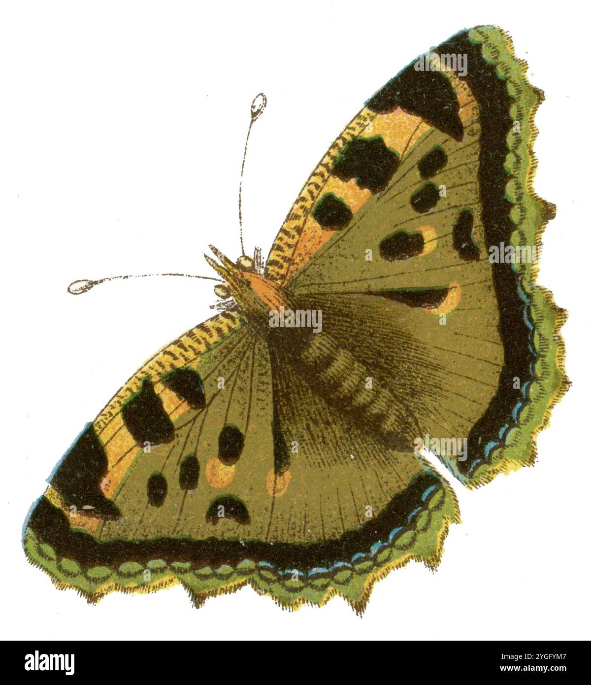Fuchs illustration Cut Out Stock Images & Pictures - Alamy