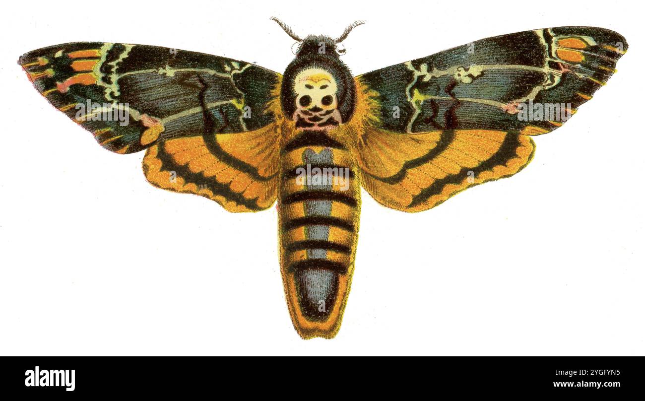 Totenkopffalter hi-res stock photography and images - Alamy