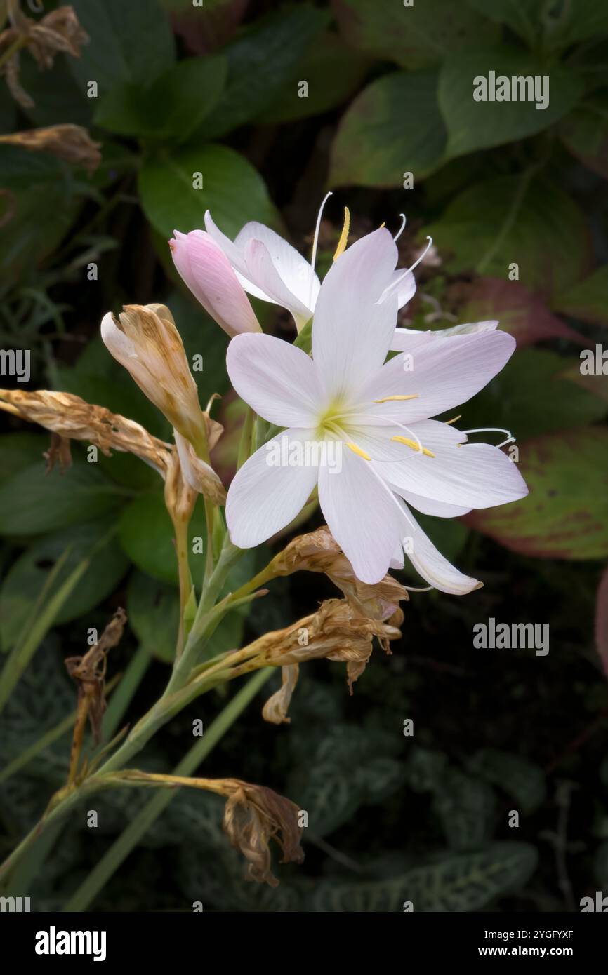 Hesperantha Coccinea commonly know as Crimson Flag white form Lily ...