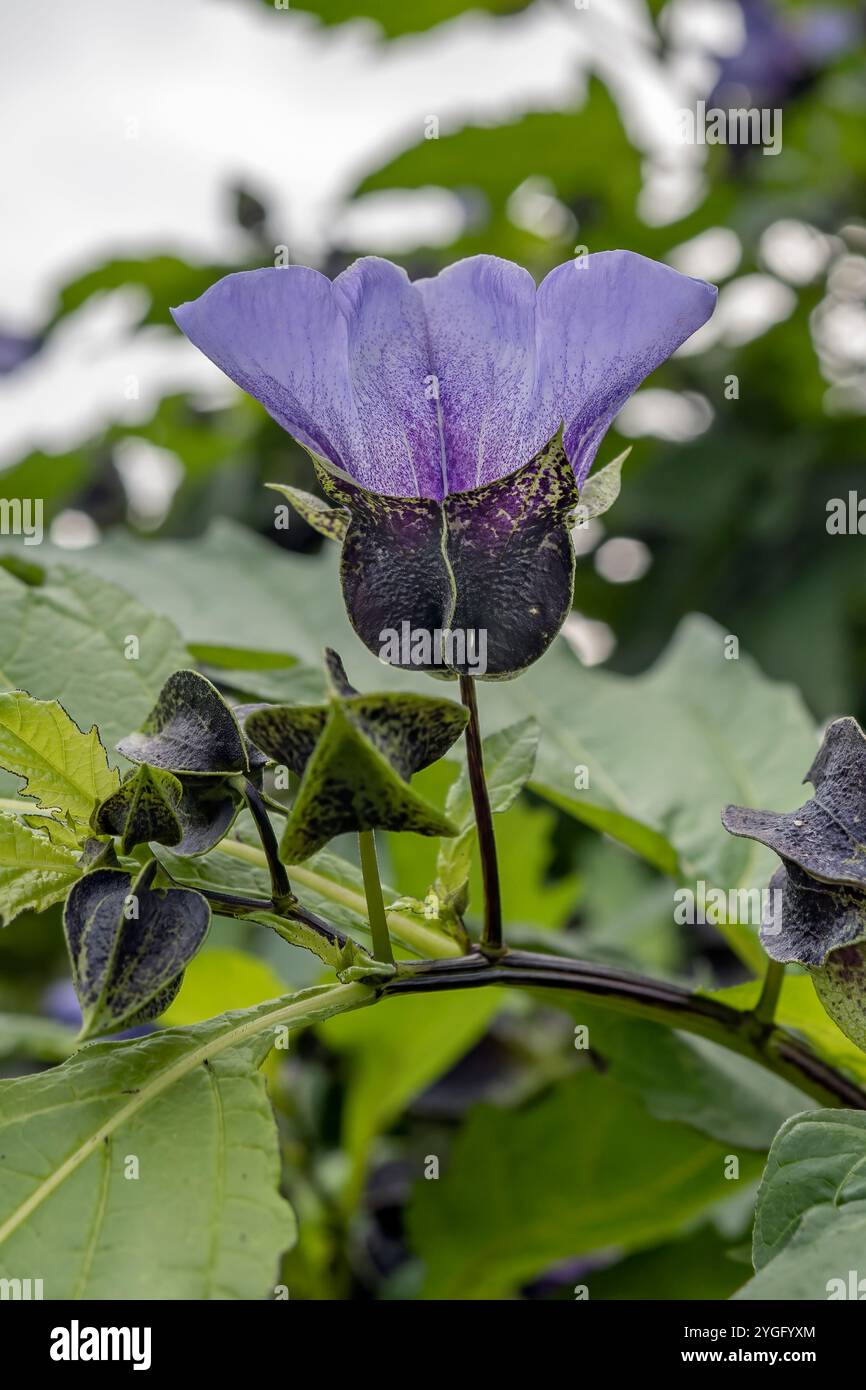 Hundreds of seeds hi-res stock photography and images - Alamy