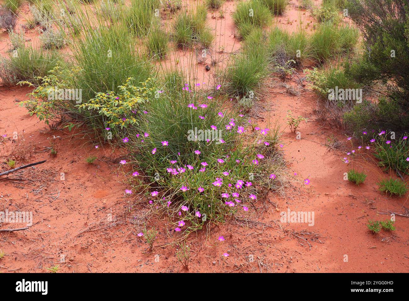 Australian desert in bloom hi-res stock photography and images - Alamy
