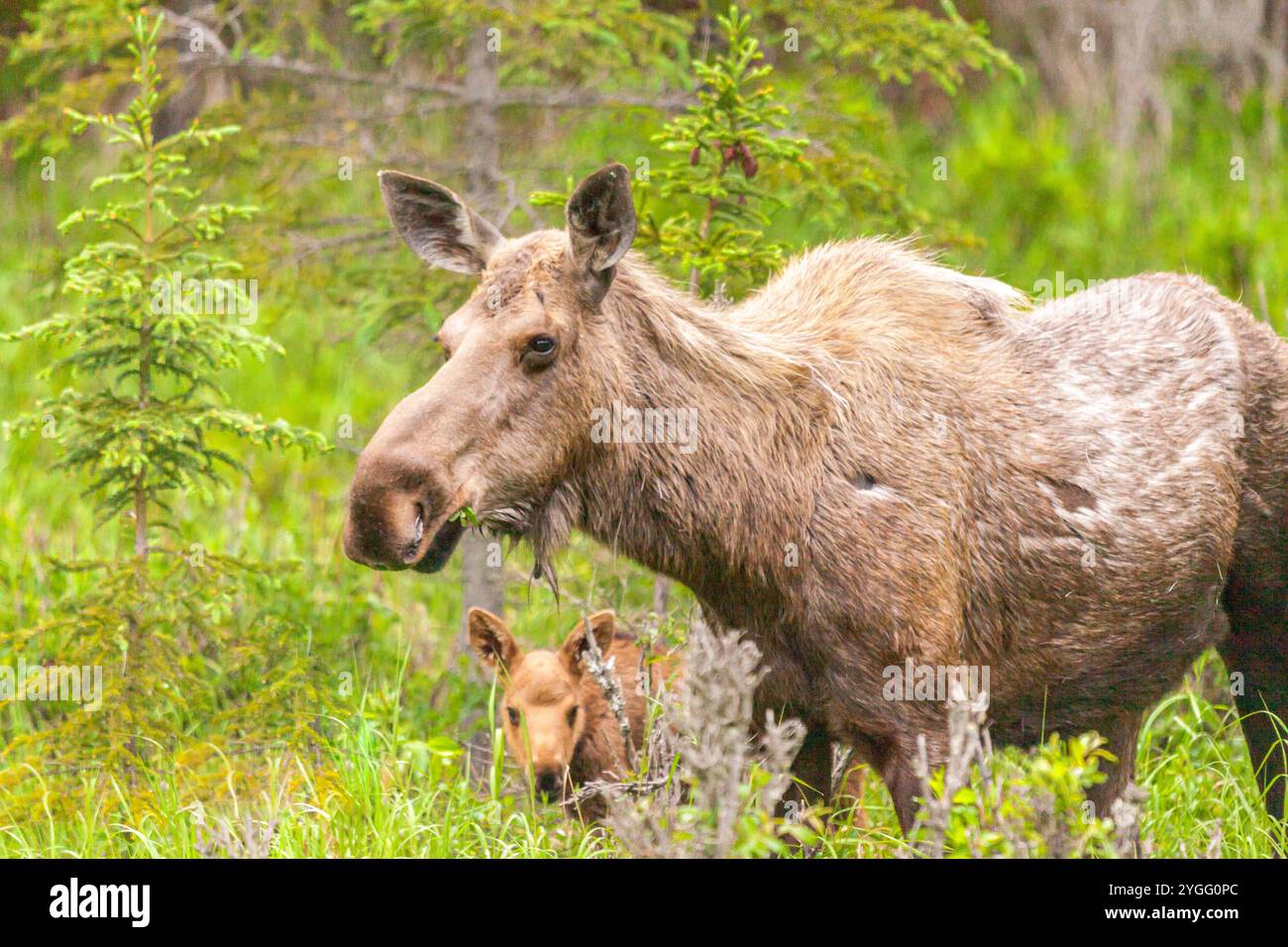Moose with cubs - Alces alces gigas -, Kenai Peninsula, Alaska, U.S.A ...