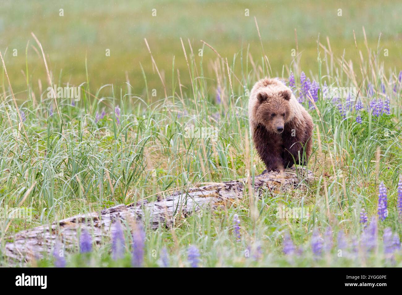 Grizzly brown bear - Ursus arctos -, Lake Clark National Park, Alaska ...