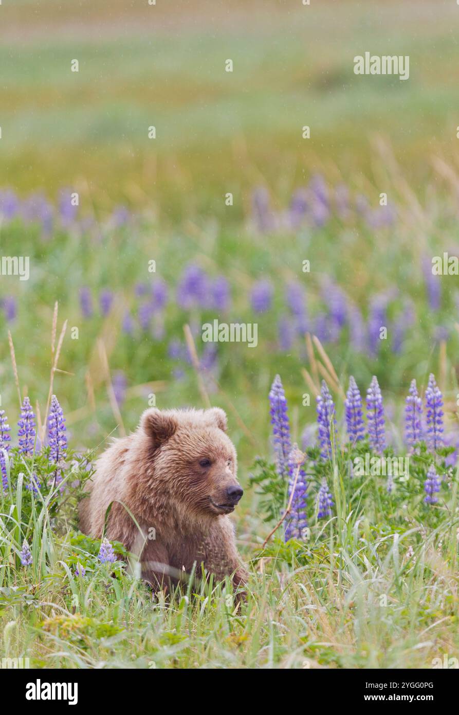 Grizzly brown bear - Ursus arctos -, Lake Clark National Park, Alaska ...