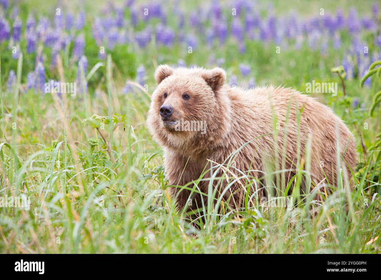 Grizzly brown bear - Ursus arctos -, Lake Clark National Park, Alaska ...