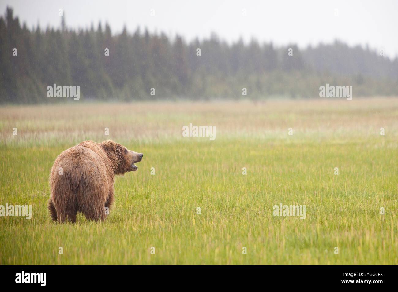 Male grizzly brown bear - Ursus arctos -, Lake Clark National Park ...