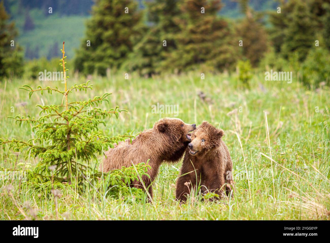 Grizzly brown bear - Ursus arctos -, Lake Clark National Park, Alaska ...