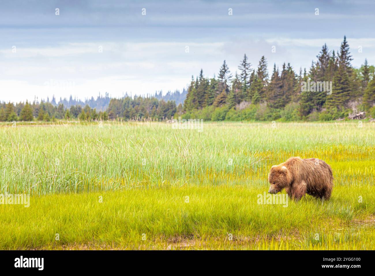 Male grizzly brown bear - Ursus arctos -, Lake Clark National Park ...