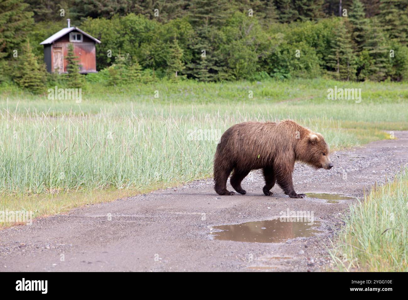 Male grizzly brown bear - Ursus arctos -, Lake Clark National Park ...