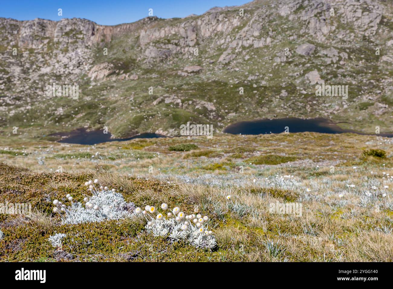Exploring the serene beauty of the Main Range Walk in Mt Kosciuszko on ...