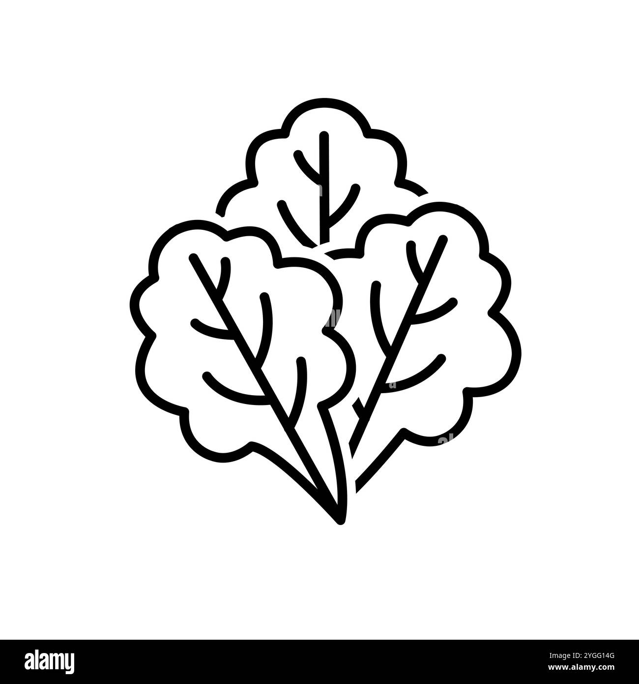 Lettuce vegetable icon. salad sign , green vegetable leaves and organic ...