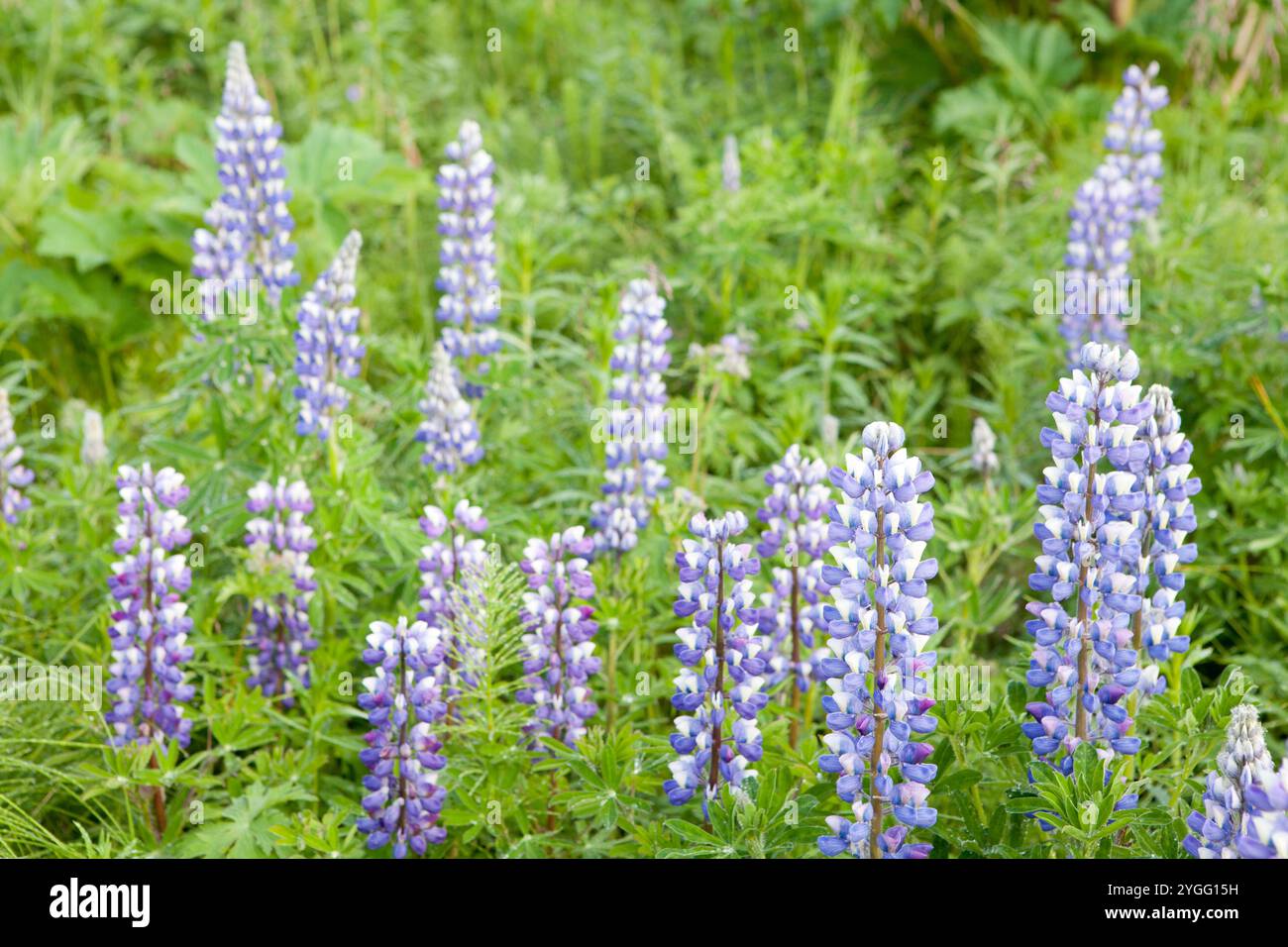 Alaska lupin lupinus hi-res stock photography and images - Alamy