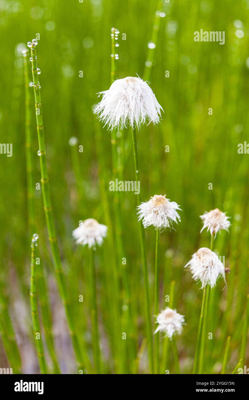 Alaska cotton flower hi-res stock photography and images - Alamy