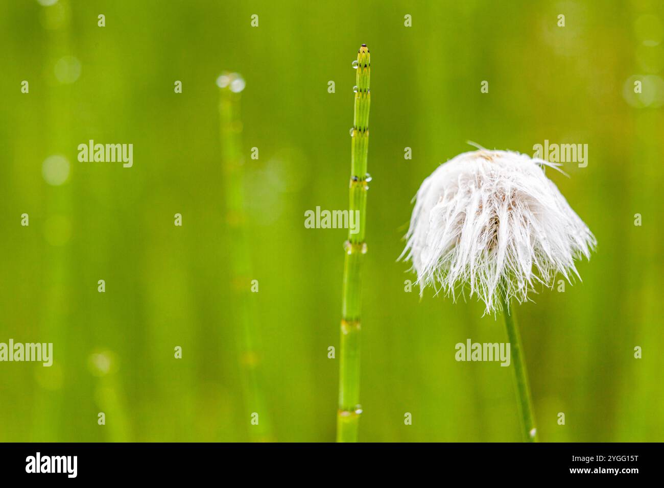 White-cotton grass, Kenai Peninsula, Alaska, U.S.A Stock Photo - Alamy
