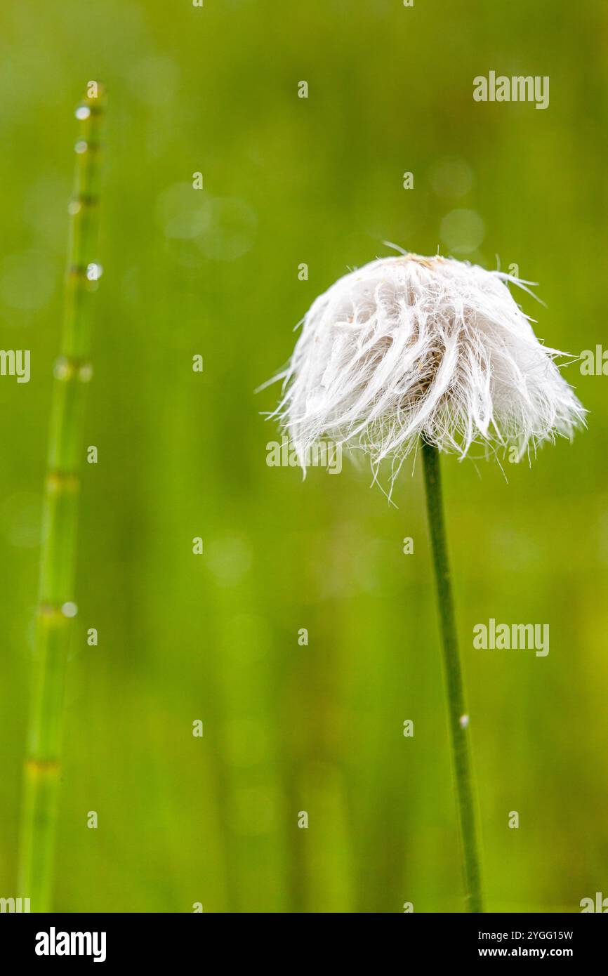 White-cotton grass, Kenai Peninsula, Alaska, U.S.A Stock Photo - Alamy