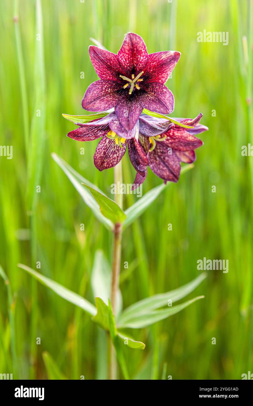 Fritillaria camschatcensis hi-res stock photography and images - Alamy