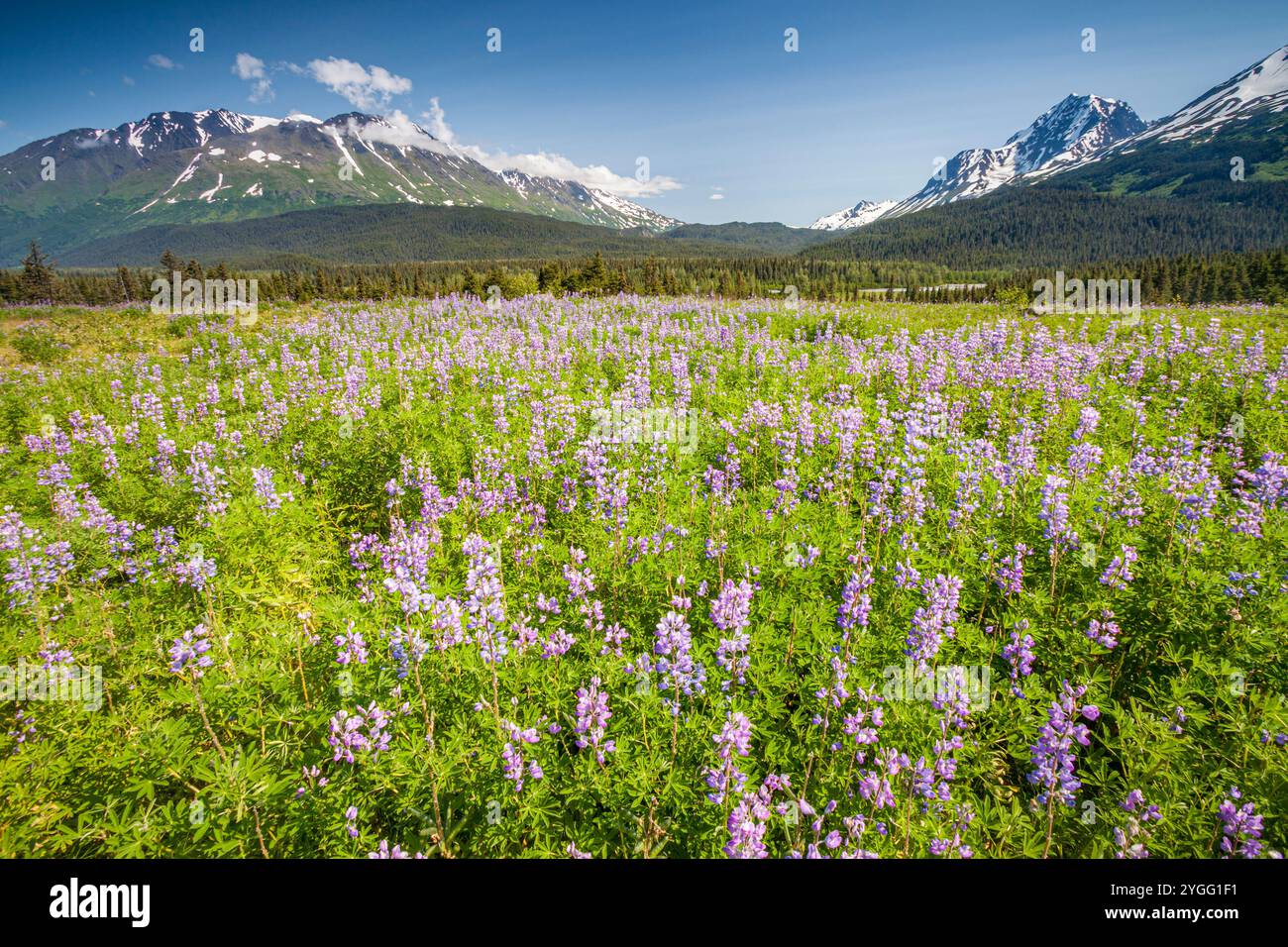 Nootka lupine alaska lupinus hi-res stock photography and images - Alamy