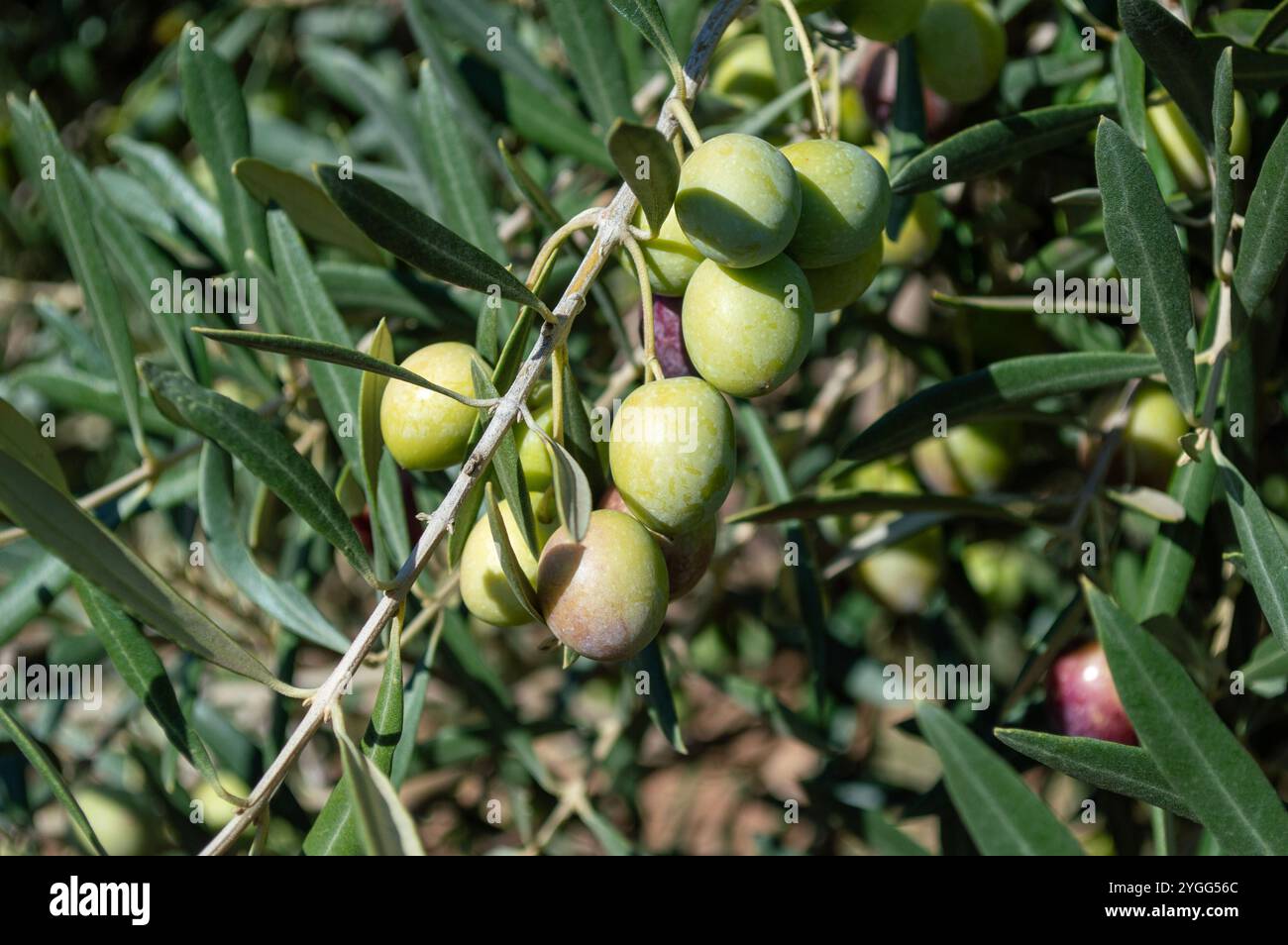 Picual olives source of extra virgin olive oil maturing in the olive ...