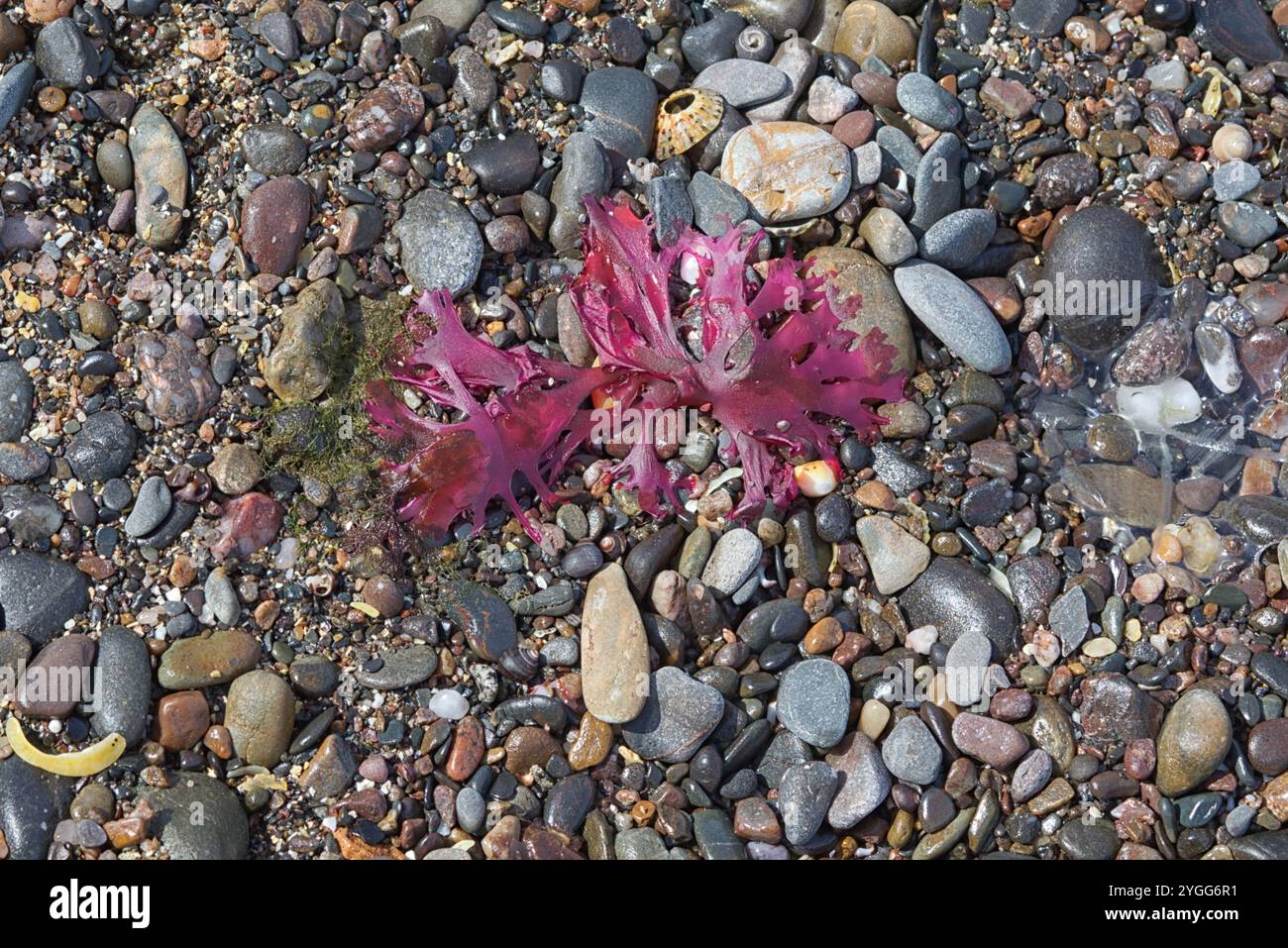 red seaweed pattern Stock Photo - Alamy