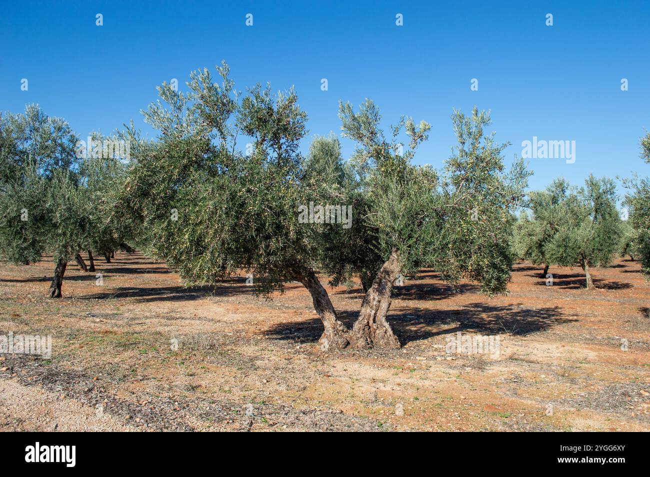 Madrid olive grove source of extra virgin olive oil Stock Photo - Alamy