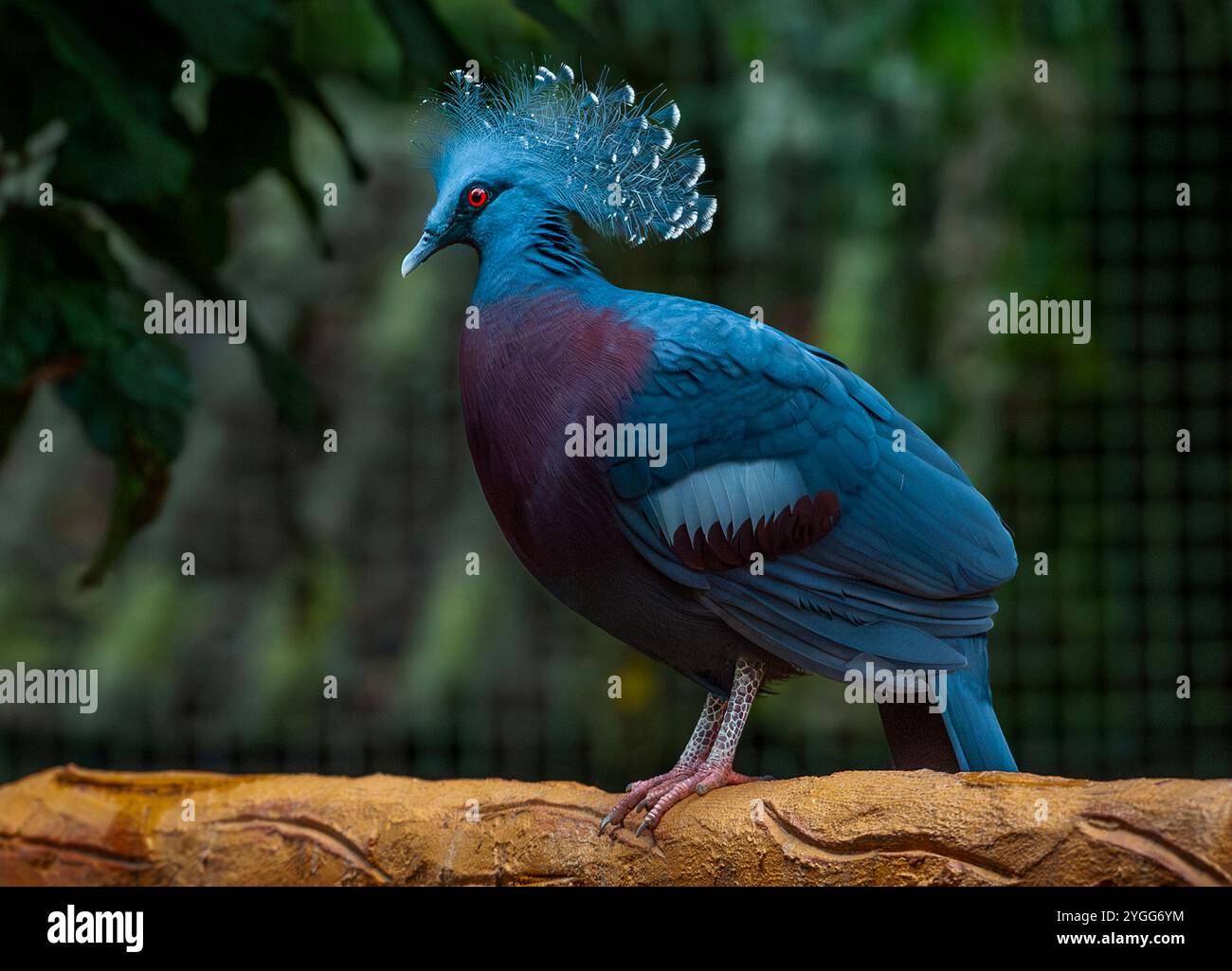 A Victoria crowned pigeon is seen in the animal exhibit area of the ...