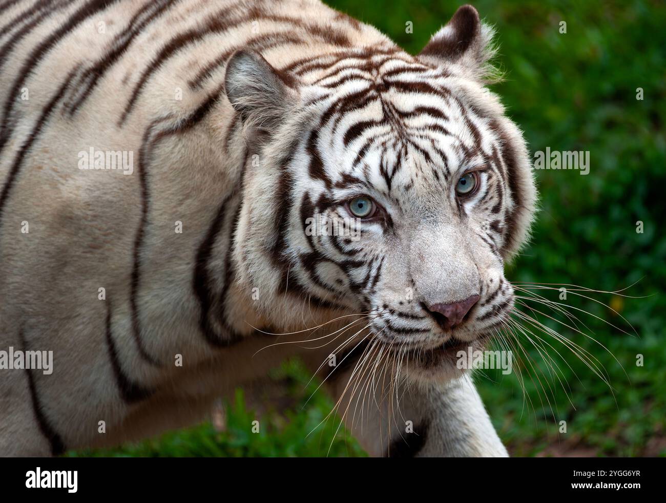 A white Bengal tiger is seen in the animal exhibit area of the Jaguar ...