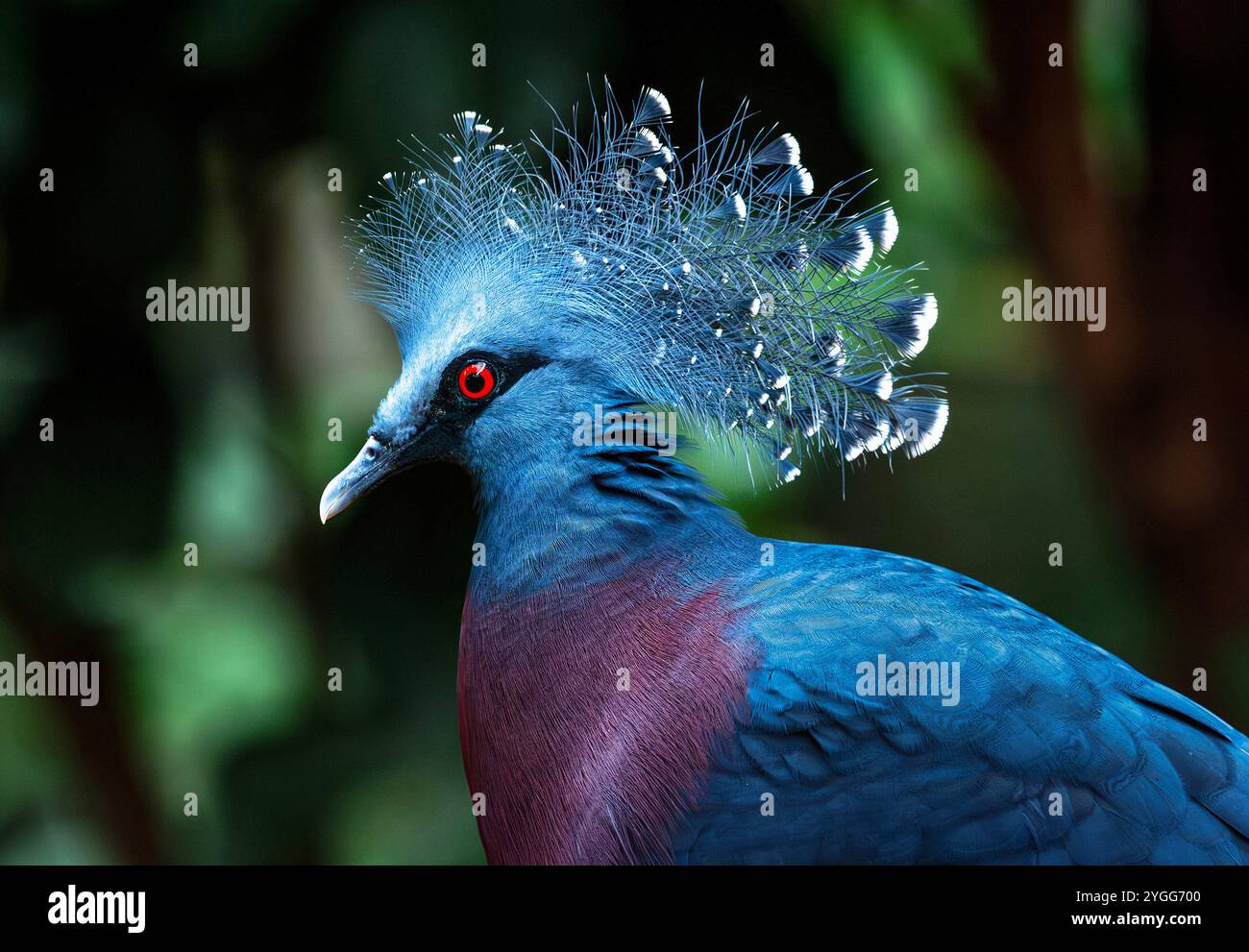 A Victoria crowned pigeon is seen in the animal exhibit area of the ...