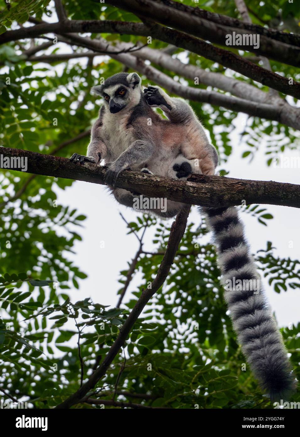 A ring-tailed lemur is sitting in the animal exhibit area of the Jaguar ...