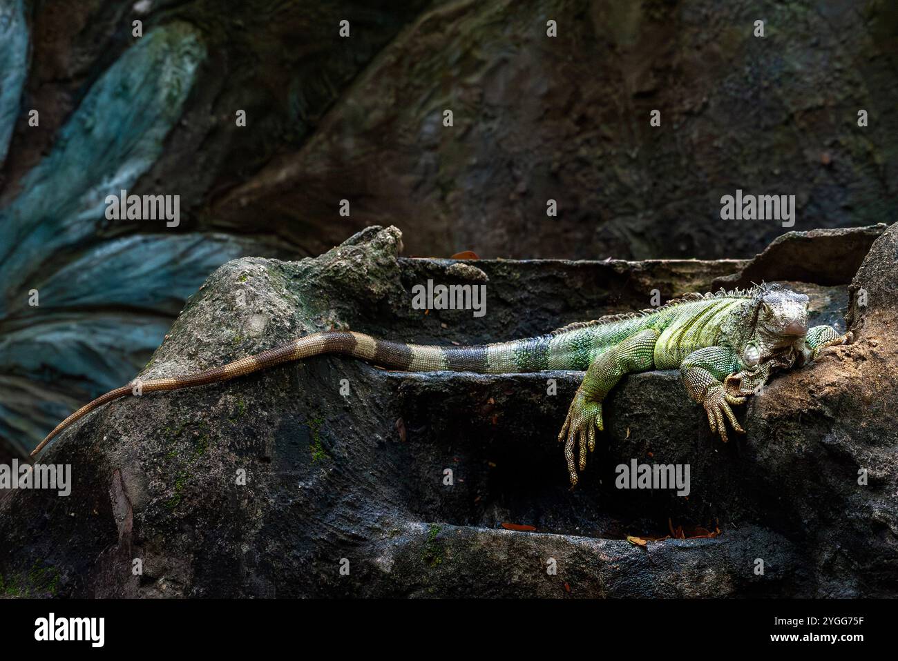 An Iguana iguana is seen in the animal exhibit area of the Jaguar Trail ...