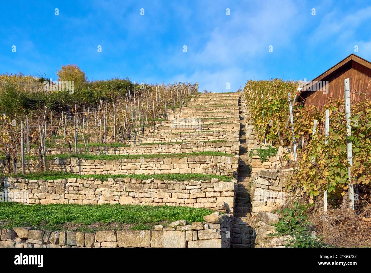 Picturesque and Scenic Vineyard Steps Ascending to a Rustic Structure ...