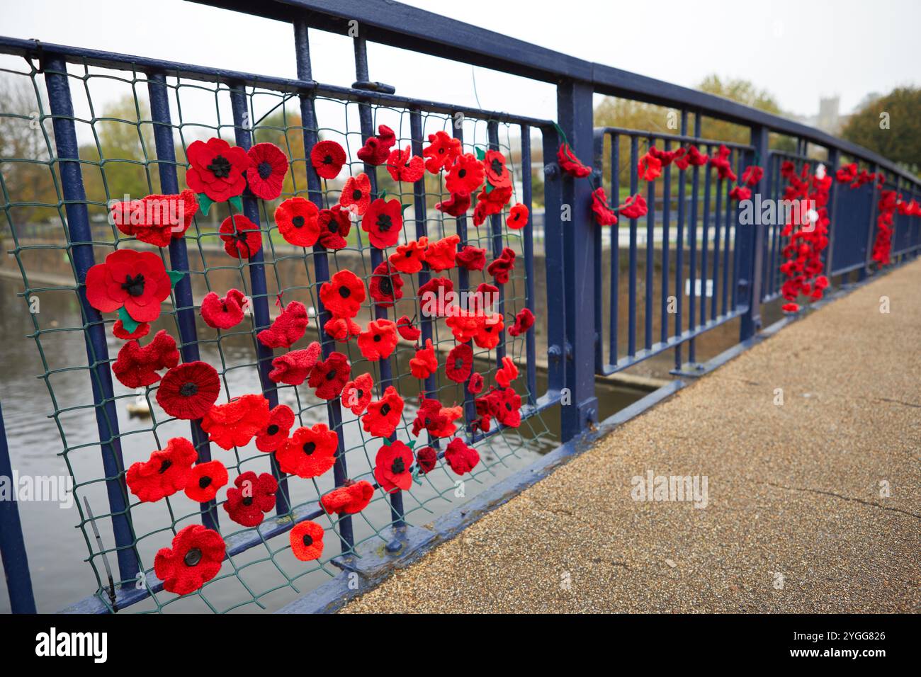 Hand knitted Poppies tied to the railings of the Ladies Walk Bridge ...