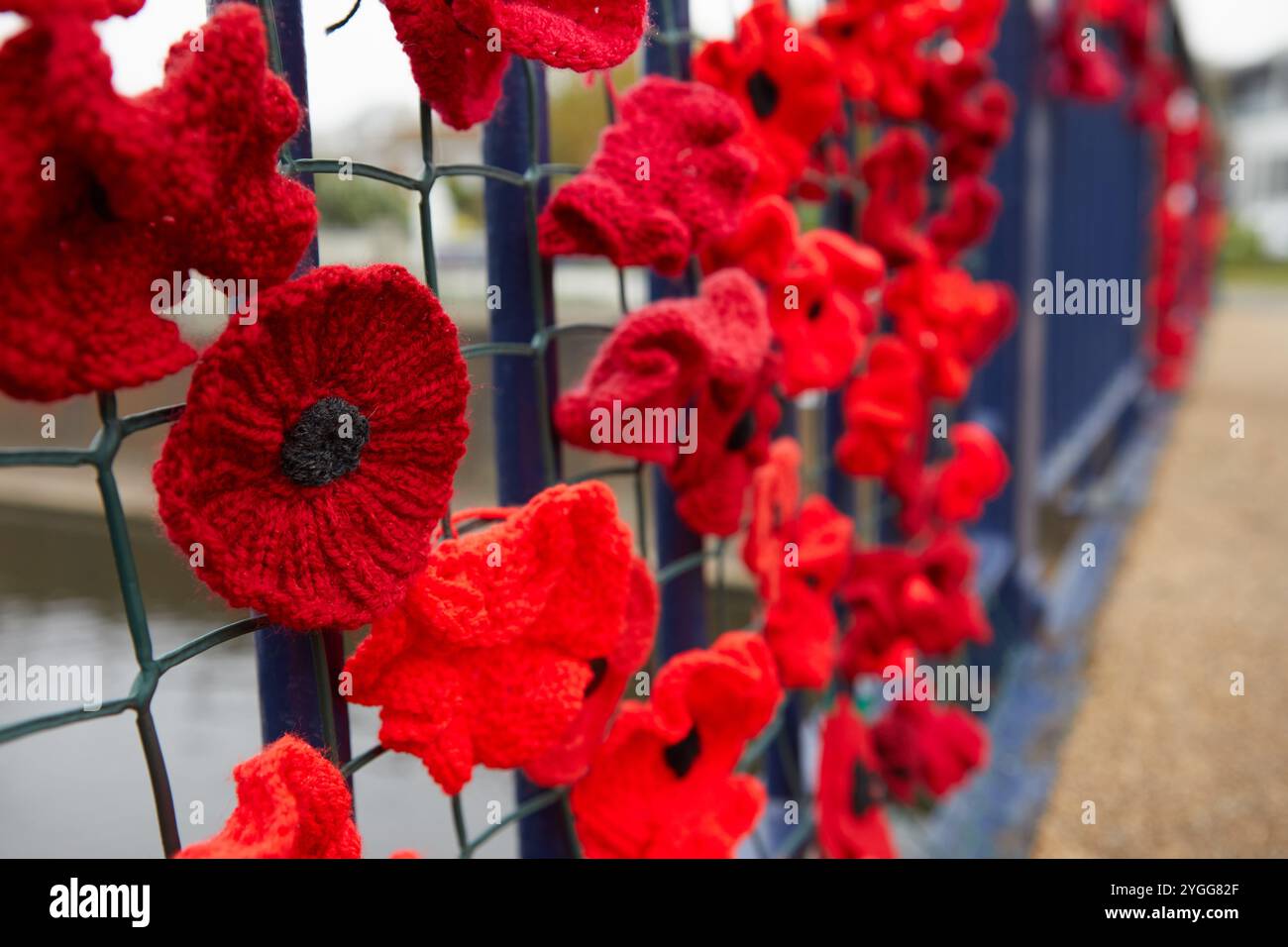 Hand knitted Poppies tied to the railings of the Ladies Walk Bridge ...