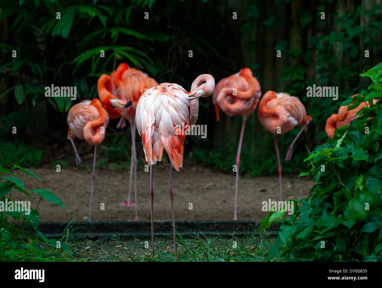 Thailand. 6th Nov, 2024. American flamingos preen their feathers in the ...