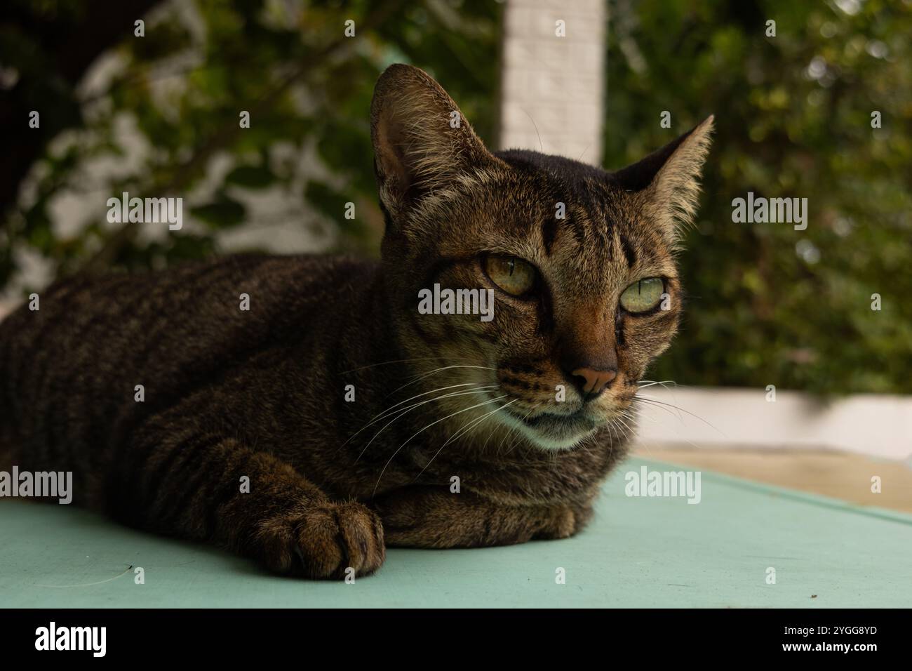 Tabby cat coat colors hi-res stock photography and images - Alamy
